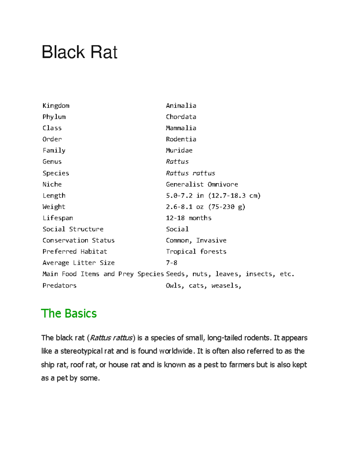 Black Rat - Black Rat Kingdom Animalia Phylum Chordata Class Mammalia ...