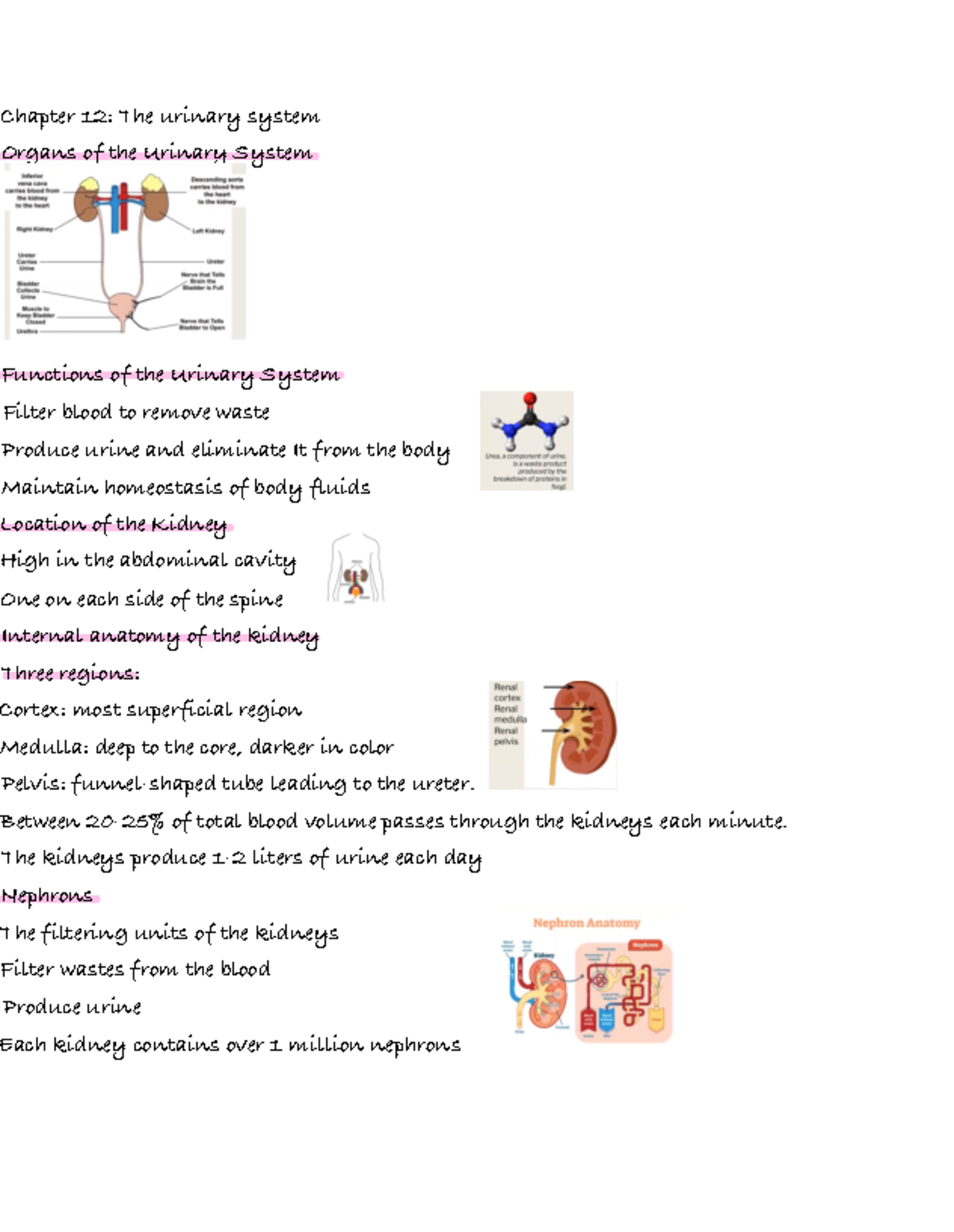 Bio 102 Principles Of Human Biology C.12 - Chapter 12: The urinary ...
