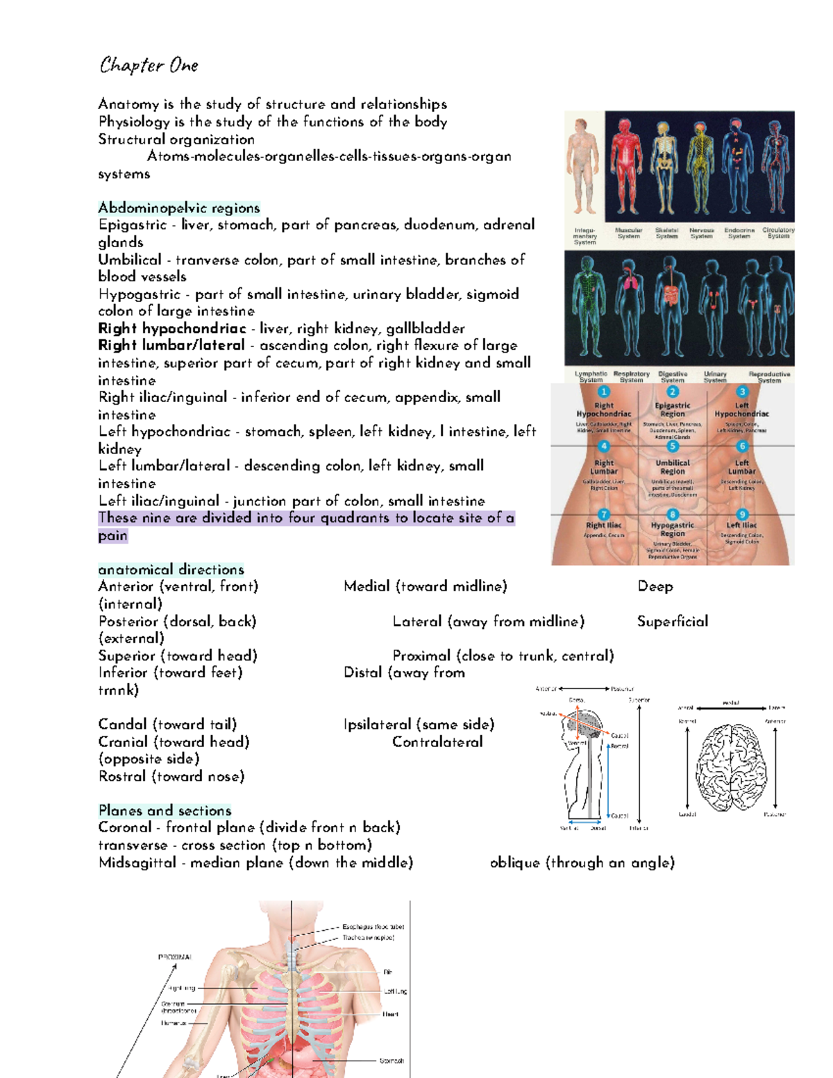Anatomy - chapters 1 3 5 - Char One Anatomy is the study of structure and relationships ...