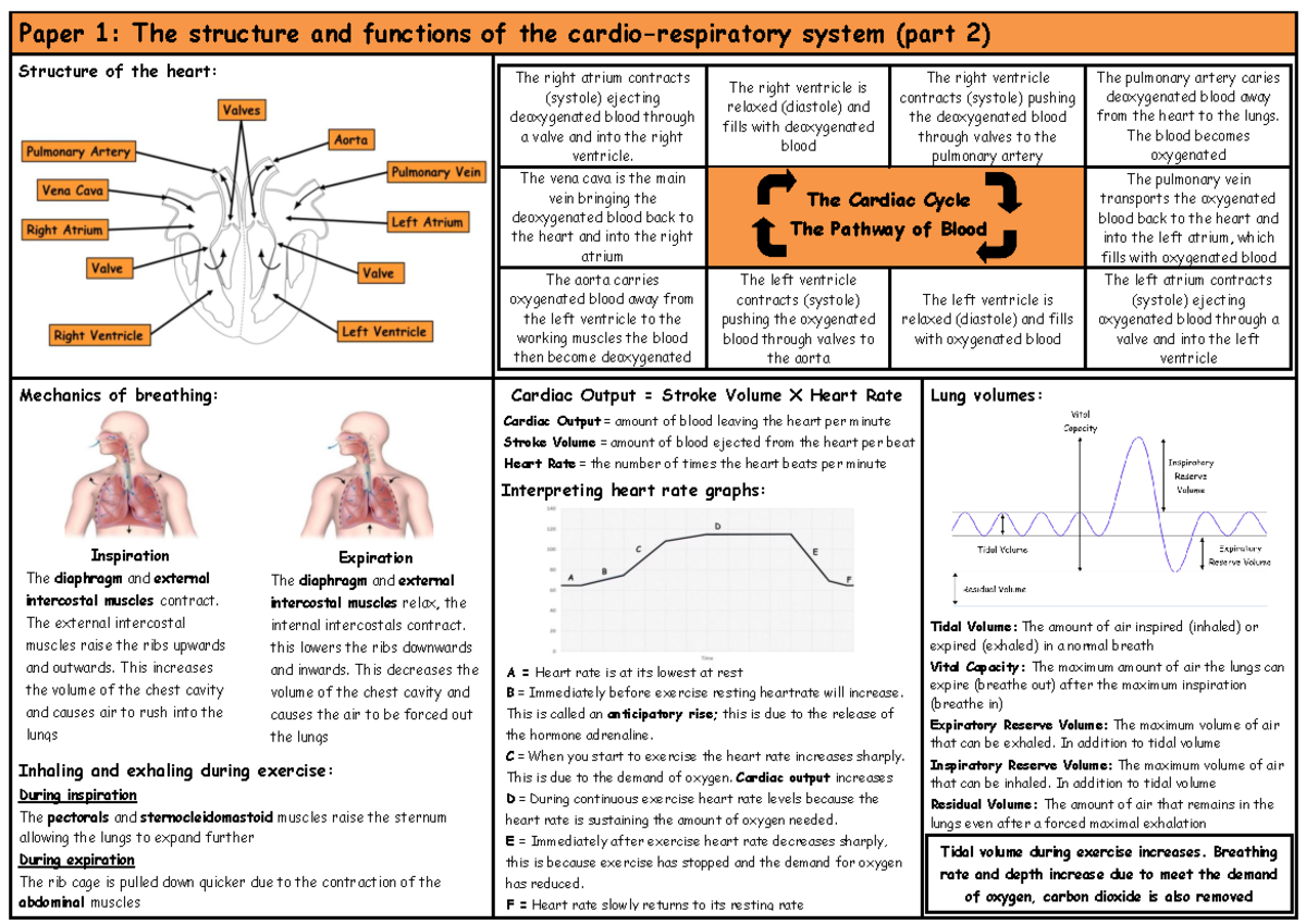 04cardiorespiratorysystempart 2 - Paper 1: The structure and functions ...