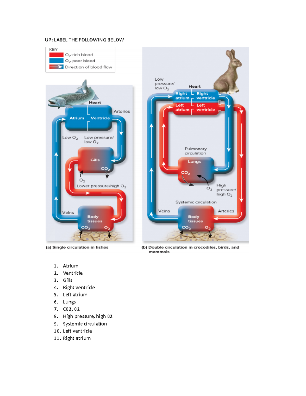 SI Week 12 part 2 for students - UP: LABEL THE FOLLOWING BELOW Atrium ...