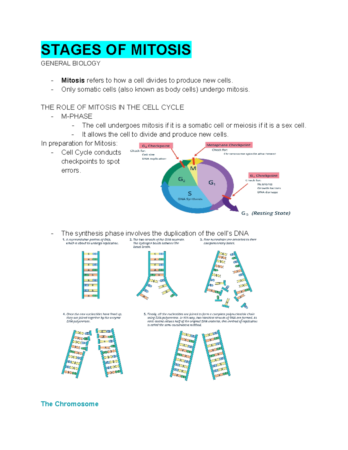 Stages OF Mitosis Study Guide - STAGES OF MITOSIS GENERAL BIOLOGY ...
