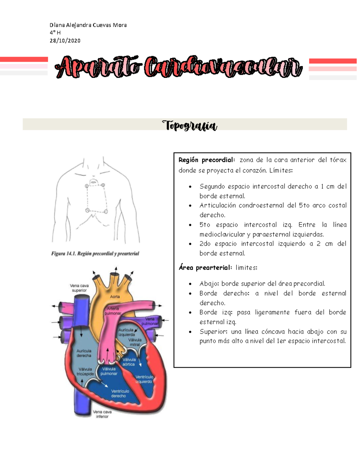 Aparato Cardiovascular - 4° H 28/10/ Topografía Región precordial: zona ...