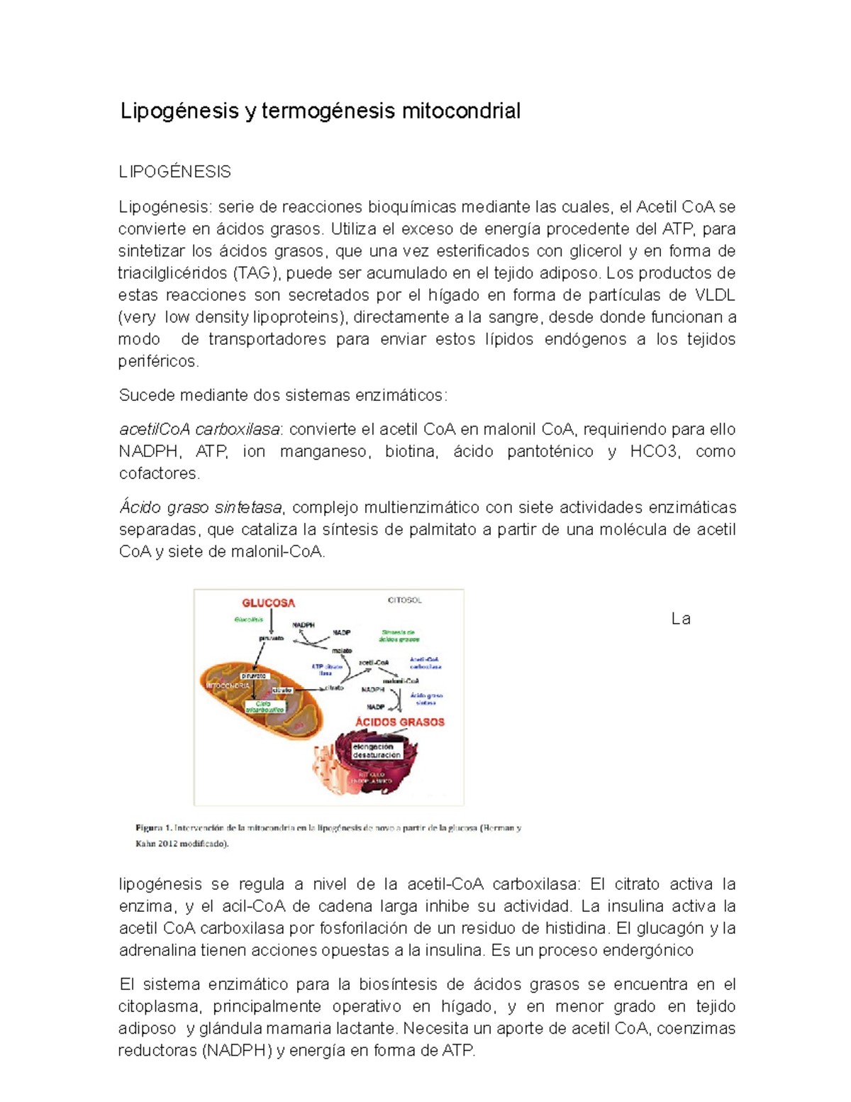 Resumen Lipogénesis y Termogénesis - Lipogénesis y termogénesis ...