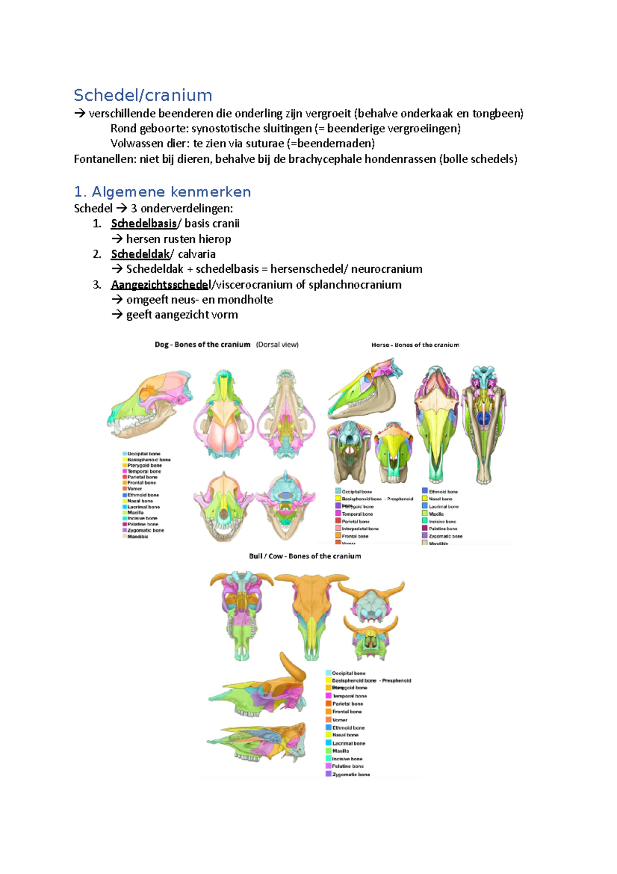 Schedel - Schedel/cranium verschillende beenderen die onderling zijn ...