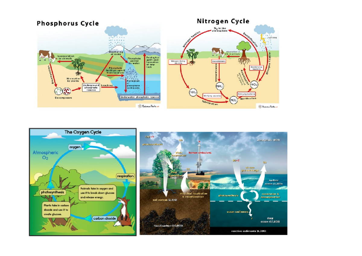 Ecosystem cycles - Phosphorus Cycle Nitrogen Cycle N2 in the atmosphere ...