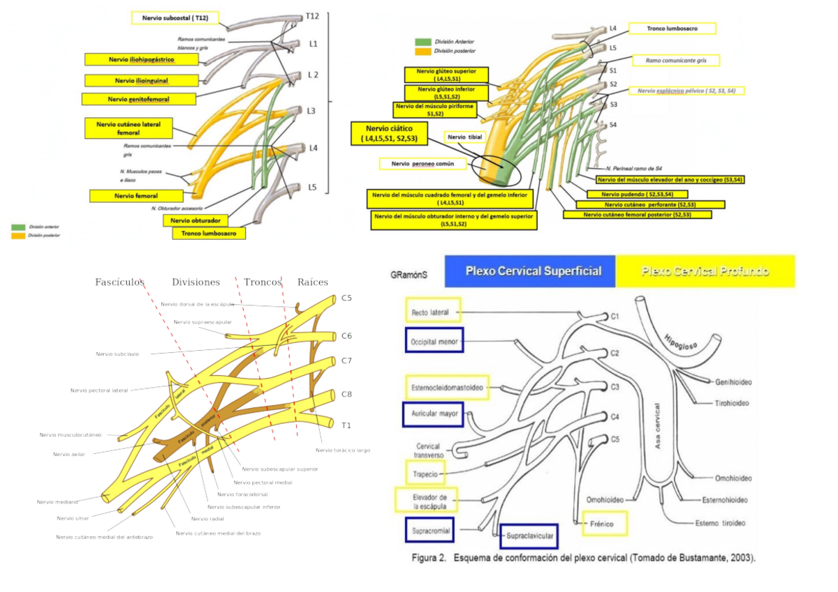 Plexos - Anatomía Humana - Studocu