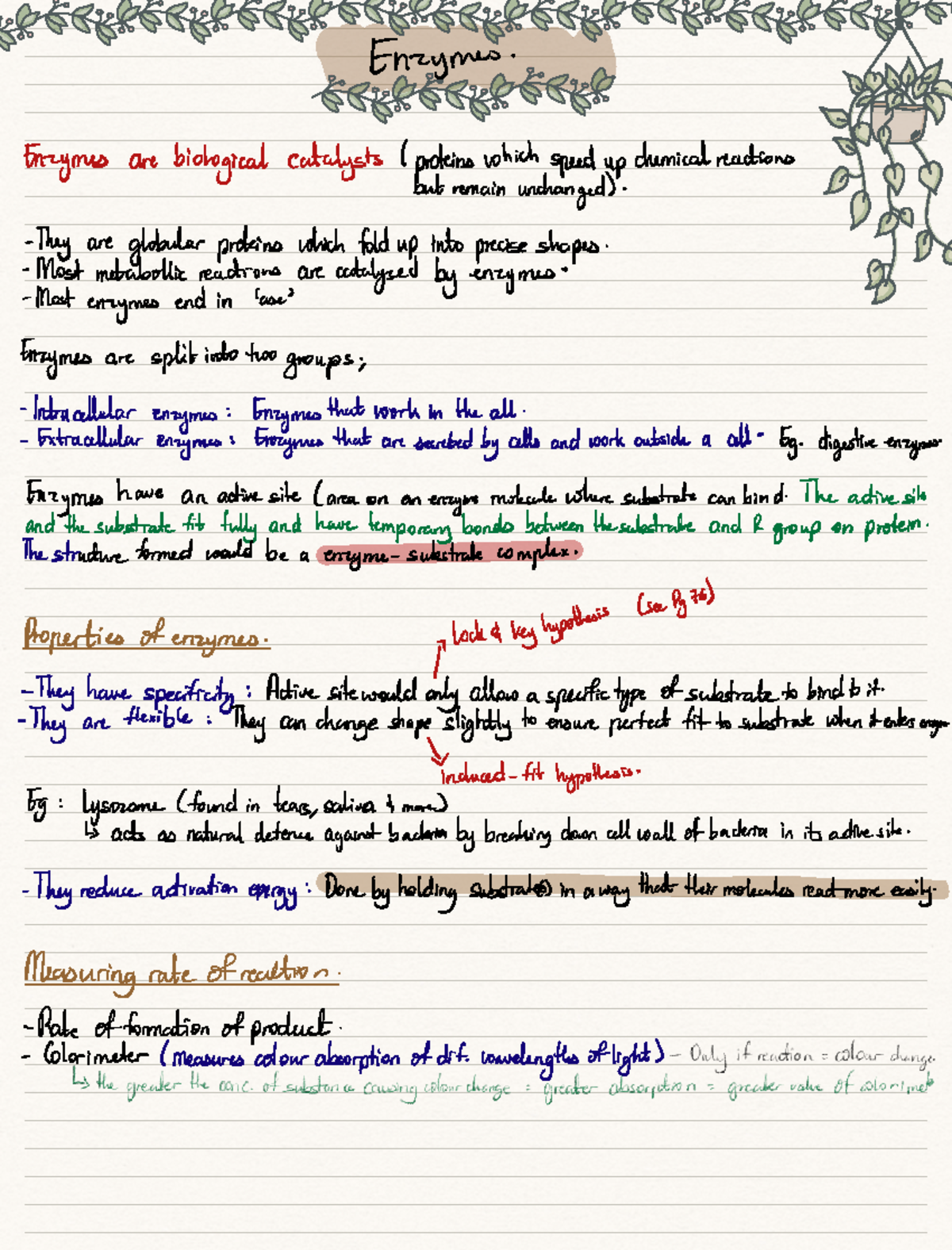 enzymes notes m - Enzymes Enzymes are biological catalysts ...