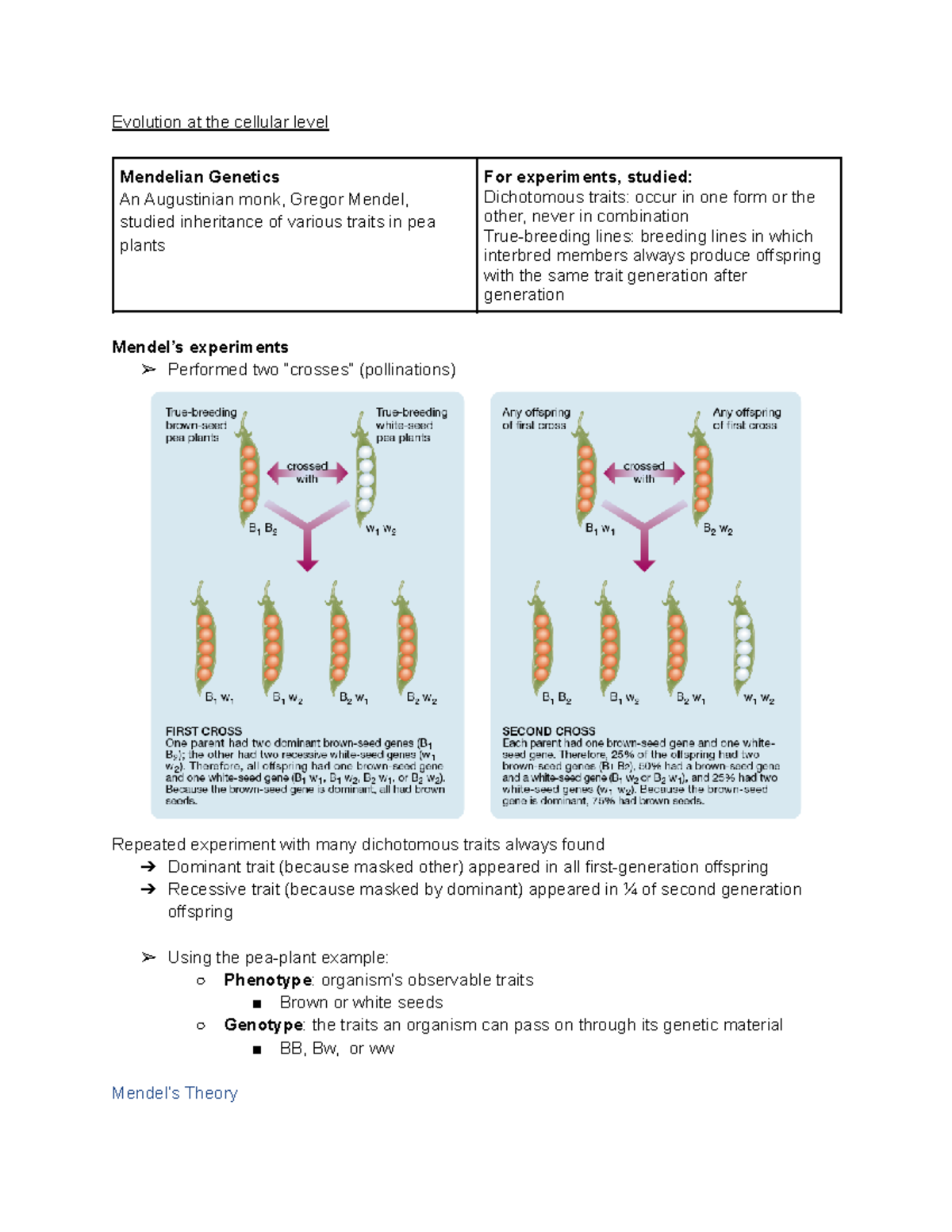 Evolution, Genetics, and Experience CH2pt2 - Evolution at the cellular ...