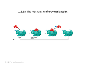 Lab Practical Exam 2 - study guides - Lab Practical Stock Culture Prep ...