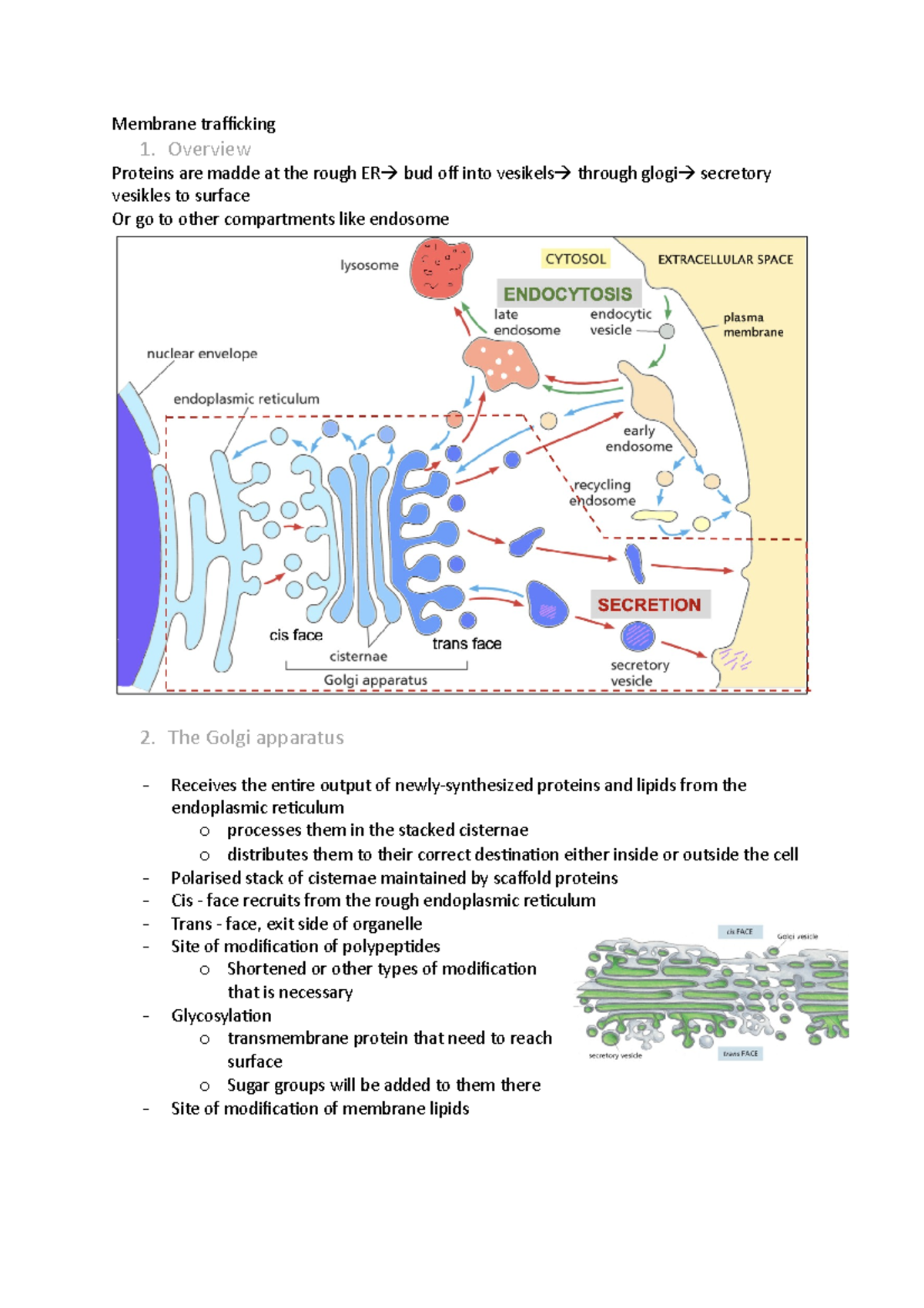 Membrane trafficking - Overview Proteins are madde at the rough ER bud ...