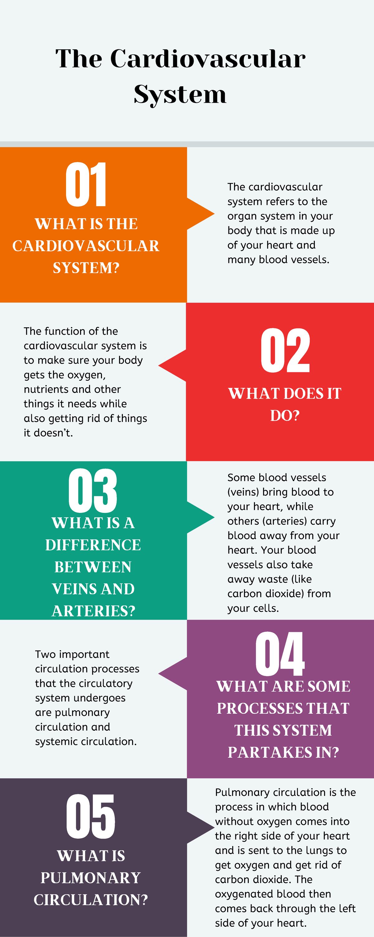 Infographic: The Basics of The Cardiovascular System - The ...