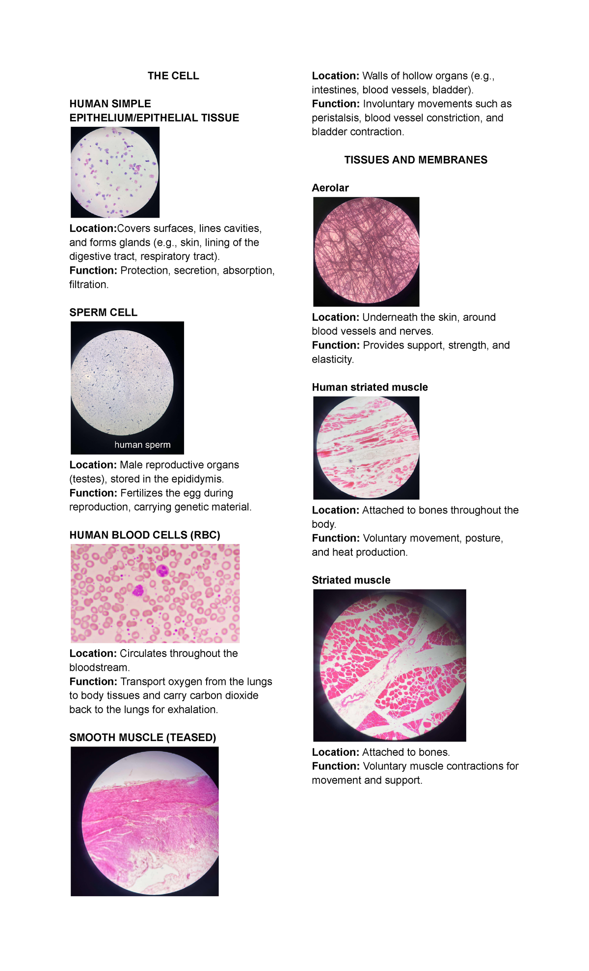 Zoology lab tissues - THE CELL HUMAN SIMPLE EPITHELIUM/EPITHELIAL ...