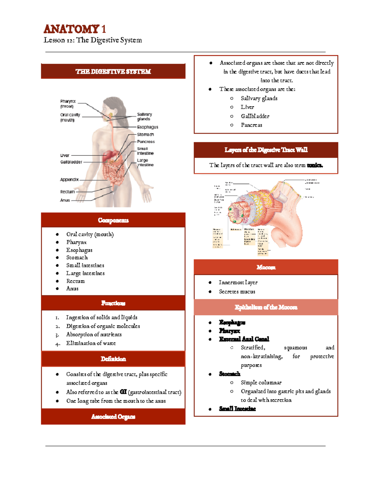 The Digestive System - These associated organs are the: Salivary glands ...