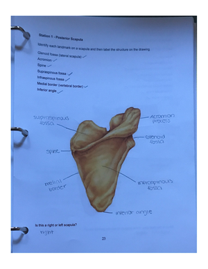 MVS 231 Lab #5 - Muscles and structures of the arm clearly labeled on ...