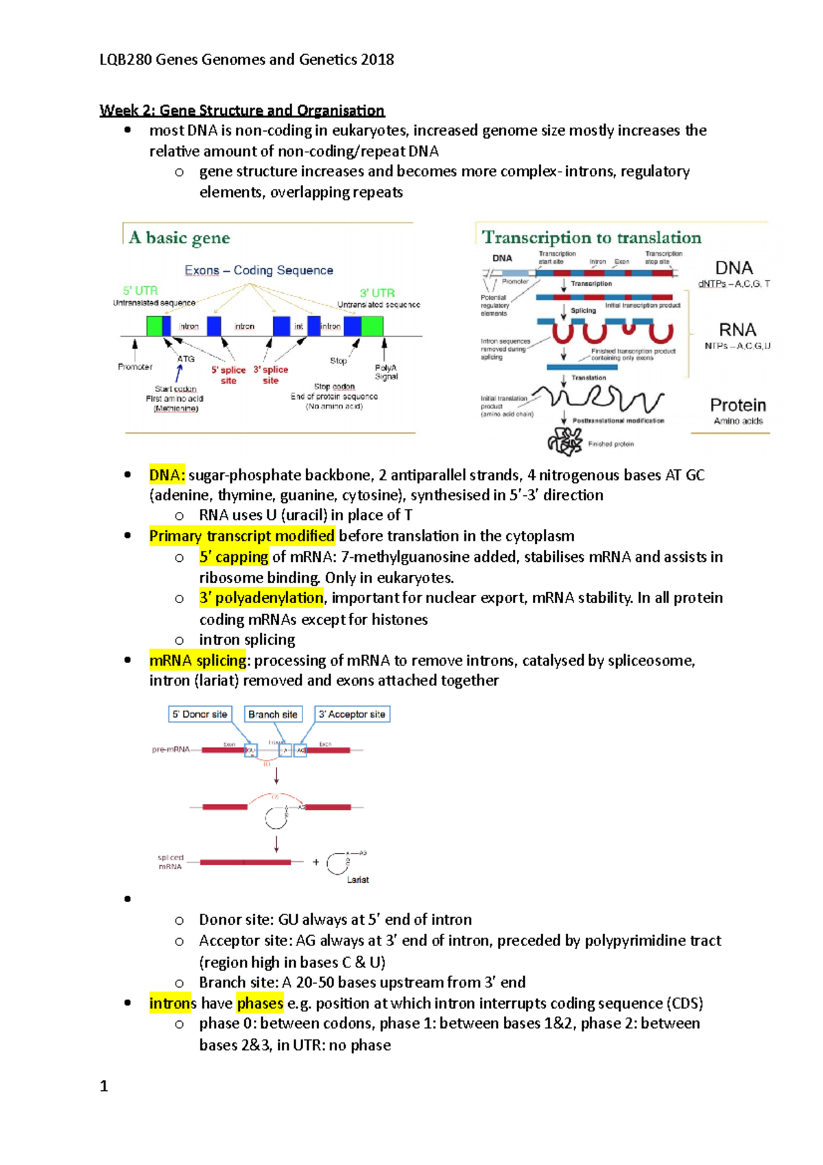 Gene Structure and Organisation in DNA and RNA - Studocu