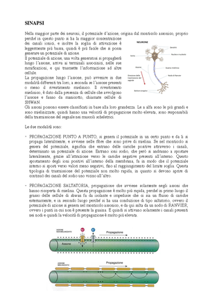 Placca neuromuscolare - Placca o giunzione neuromuscolare Sinapsi ...