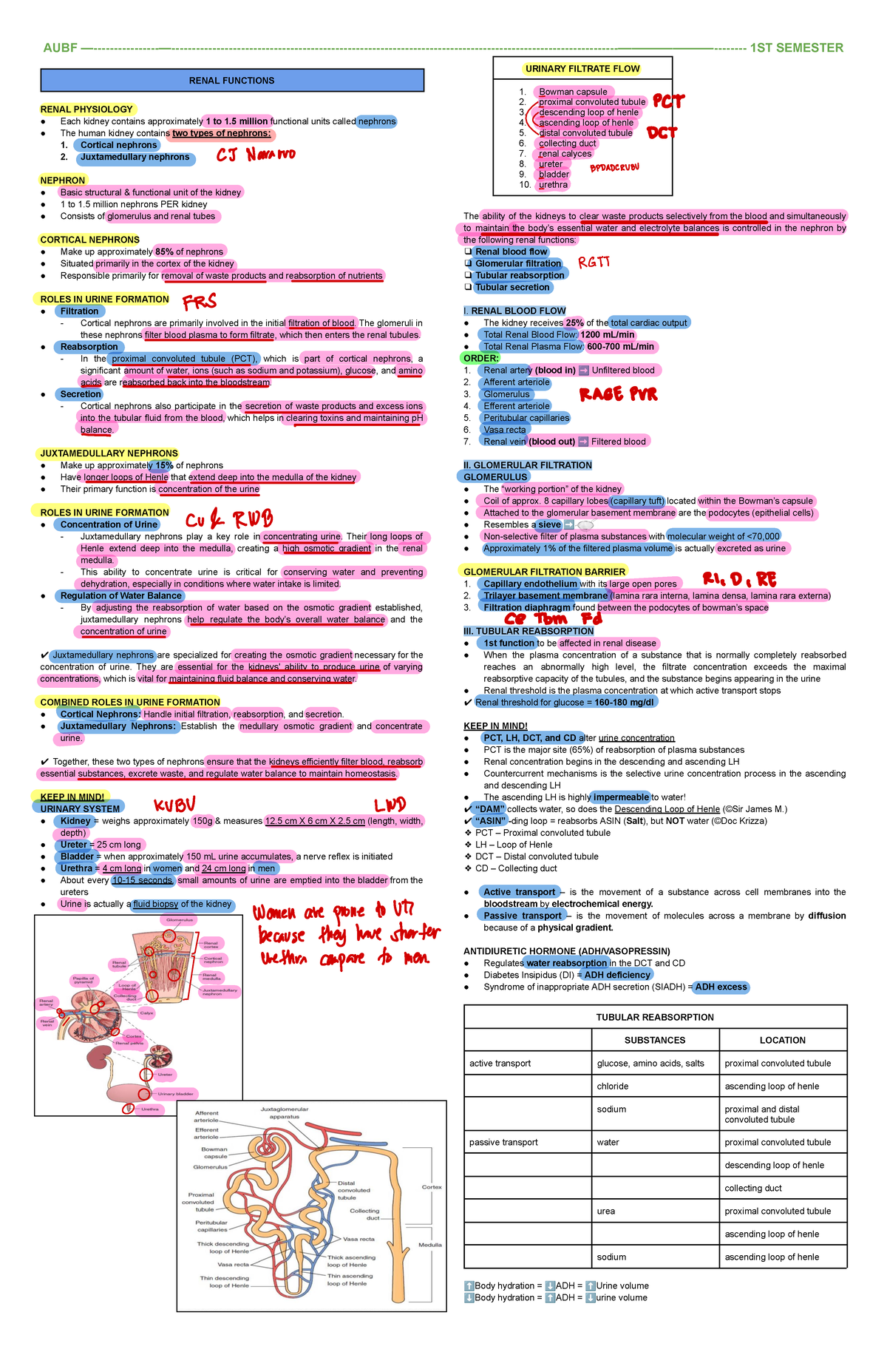AUBF LEC- Renal Function - ####### AUBF —-—-––––––––––––––- 1 ST SEMESTER RENAL FUNCTIONS RENAL ...