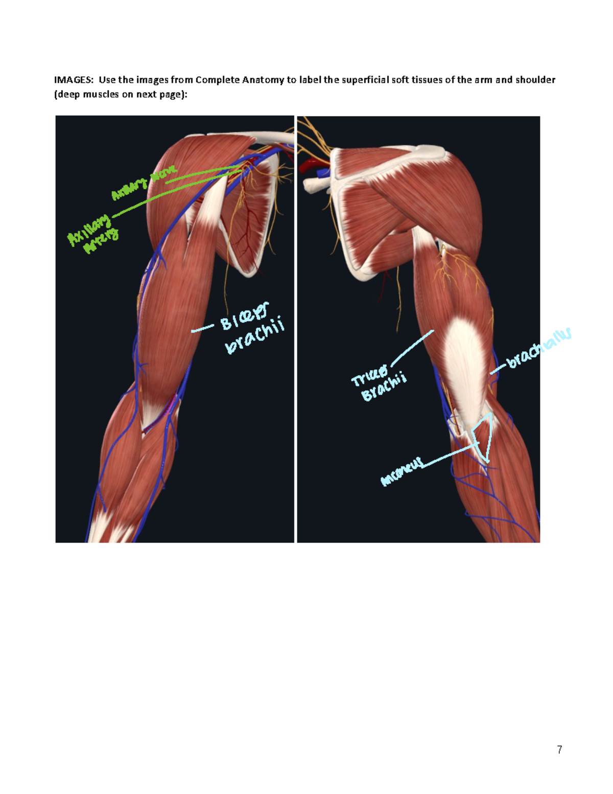 Copy of Week 5 Upper Extremity Bones & SOFT Tissues OF ARM & Shoulder ...