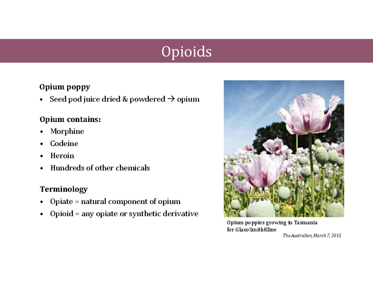 Opioids [Mar 22-25] - course work - Opium poppy • Seed pod juice dried ...