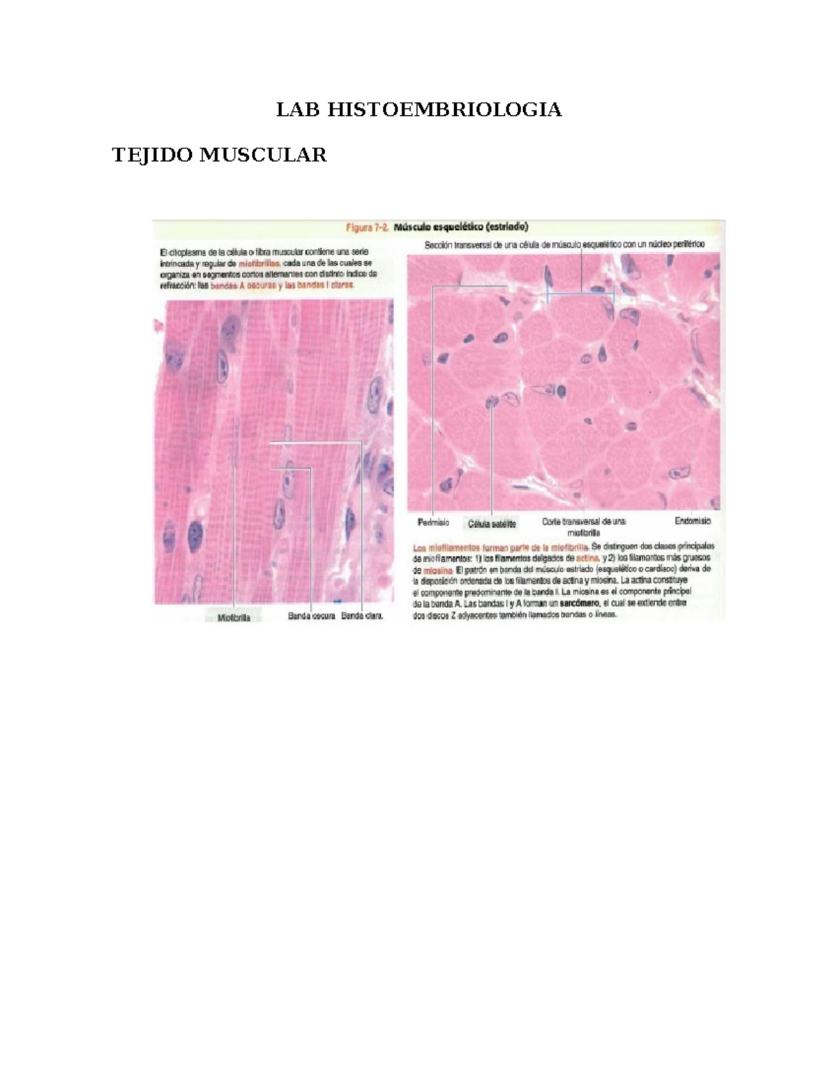 Ensayo - LAB HISTOEMBRIOLOGIA TEJIDO MUSCULAR Fibra muscular lisa ...