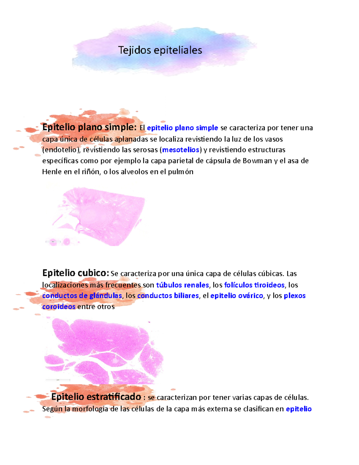 Tejidos epiteliales - Tejidos epiteliales Epitelio plano simple: El epitelio plano simple se ...