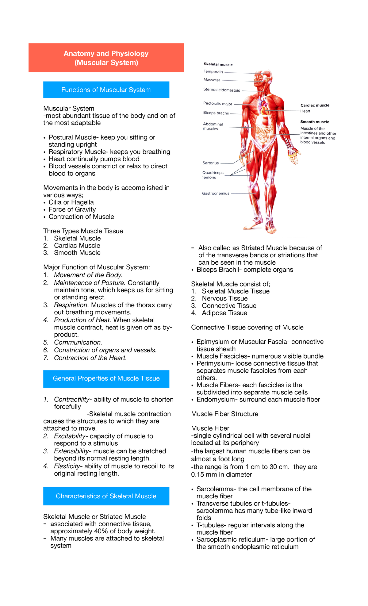 Muscular System - Lecture notes 7 - Muscular System -most abundant ...