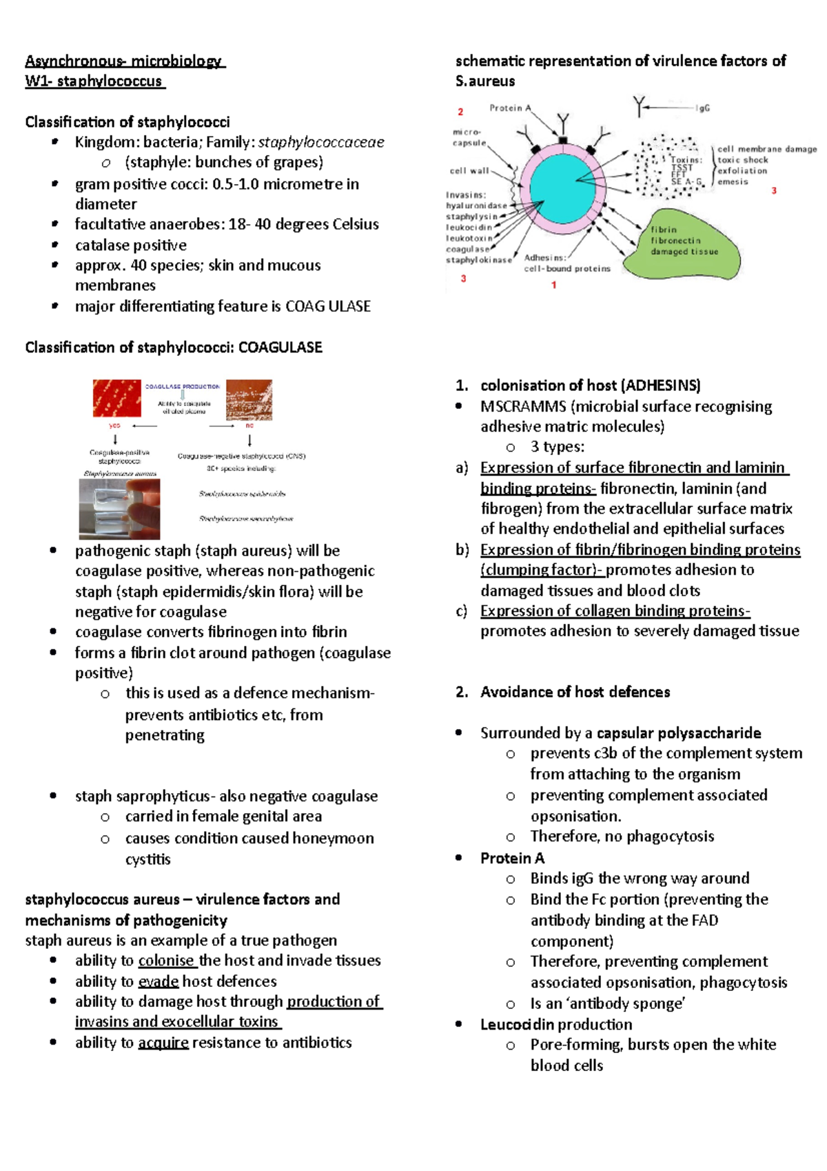 W1-staphylococcus - Lecture notes 1 - Asynchronous- microbiology W1 ...