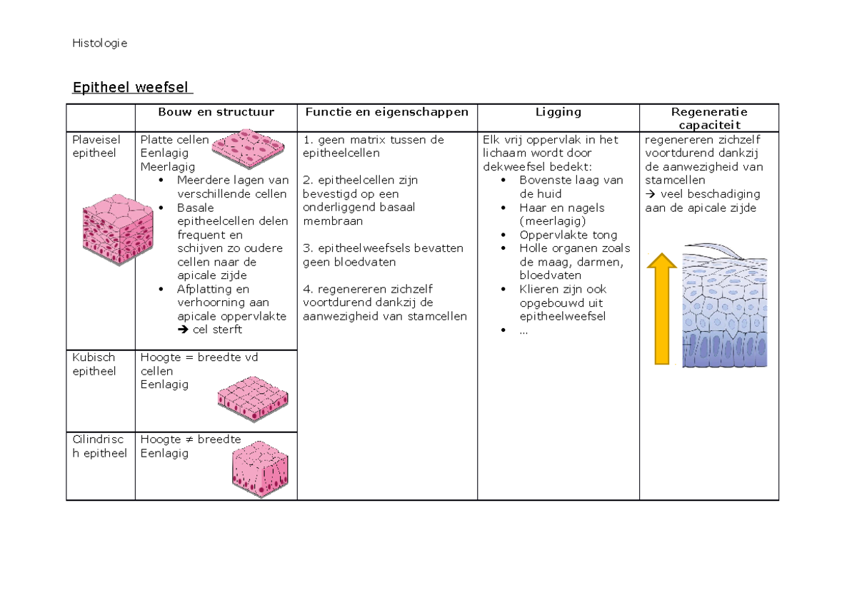 schema hoofdstuk Histologie Michèle Vergote - Epitheel weefsel Bouw en ...