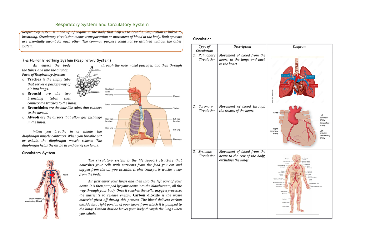 Lecture (RS-CS) - Respiratory system - Respiratory System and ...