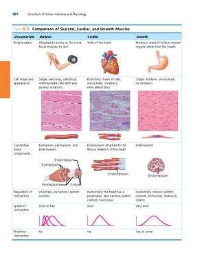 Anatomy and physiology 1-25 - 44 Essentials of Human Anatomy and ...