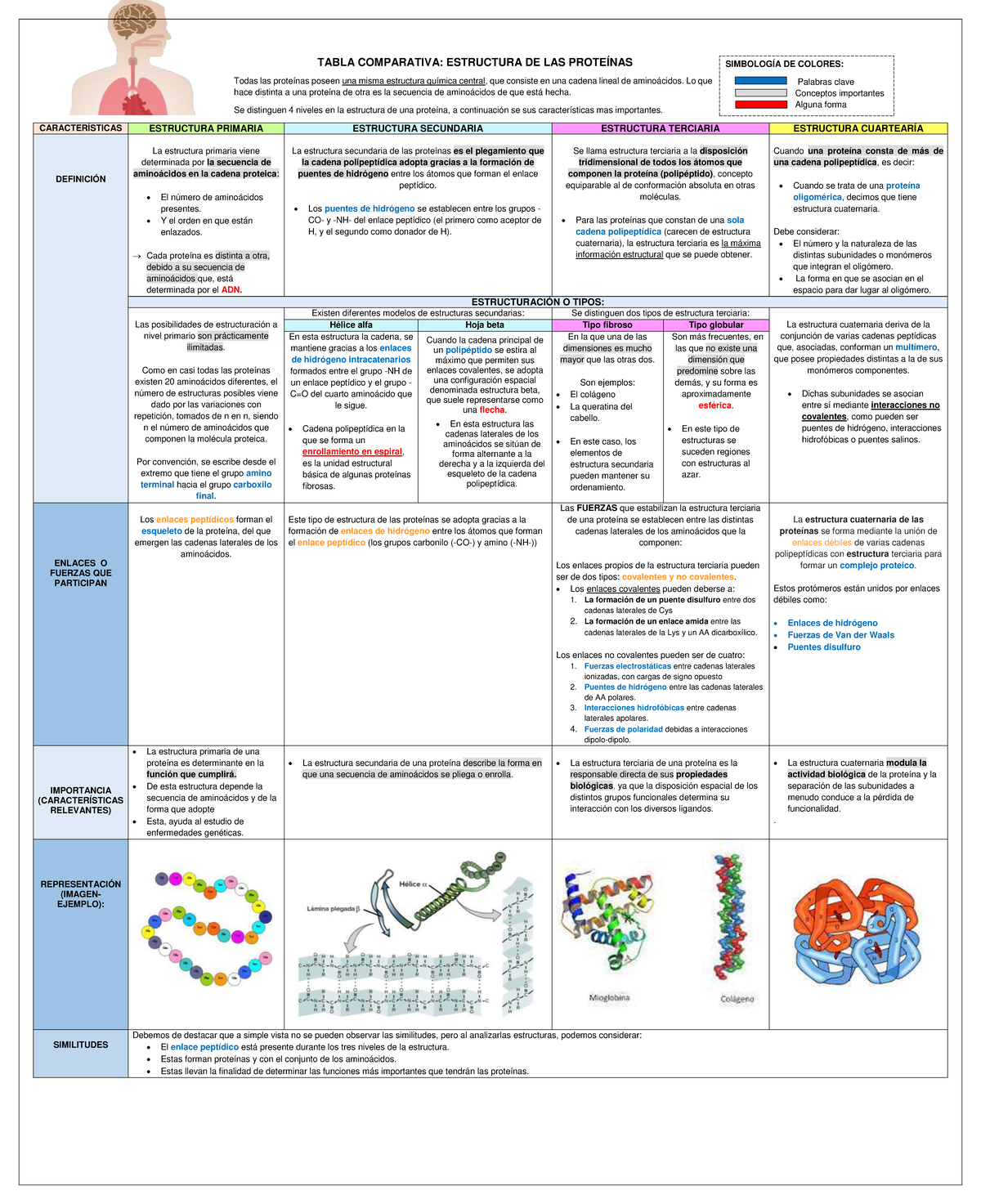 Estructura DE LAS Proteínas - TABLA COMPARATIVA: ESTRUCTURA DE LAS ...