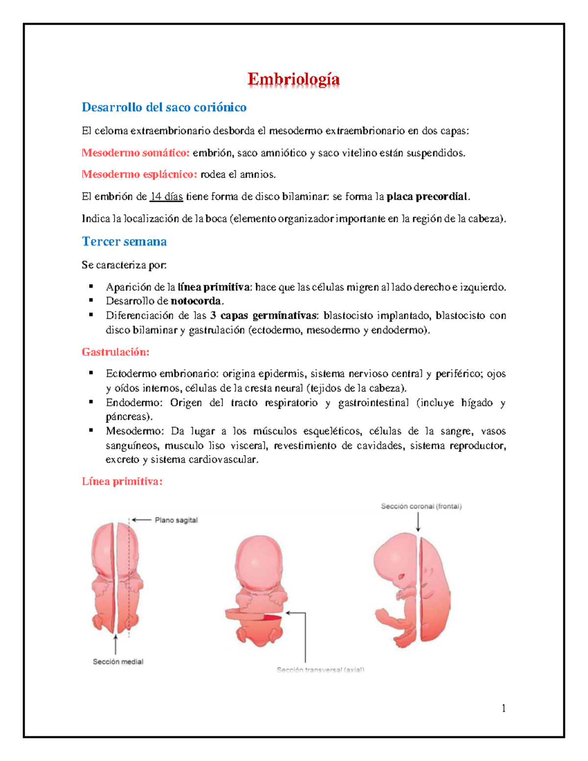 Apuntes- Estructura y función (3° Parcial) - Embriología Desarrollo del ...