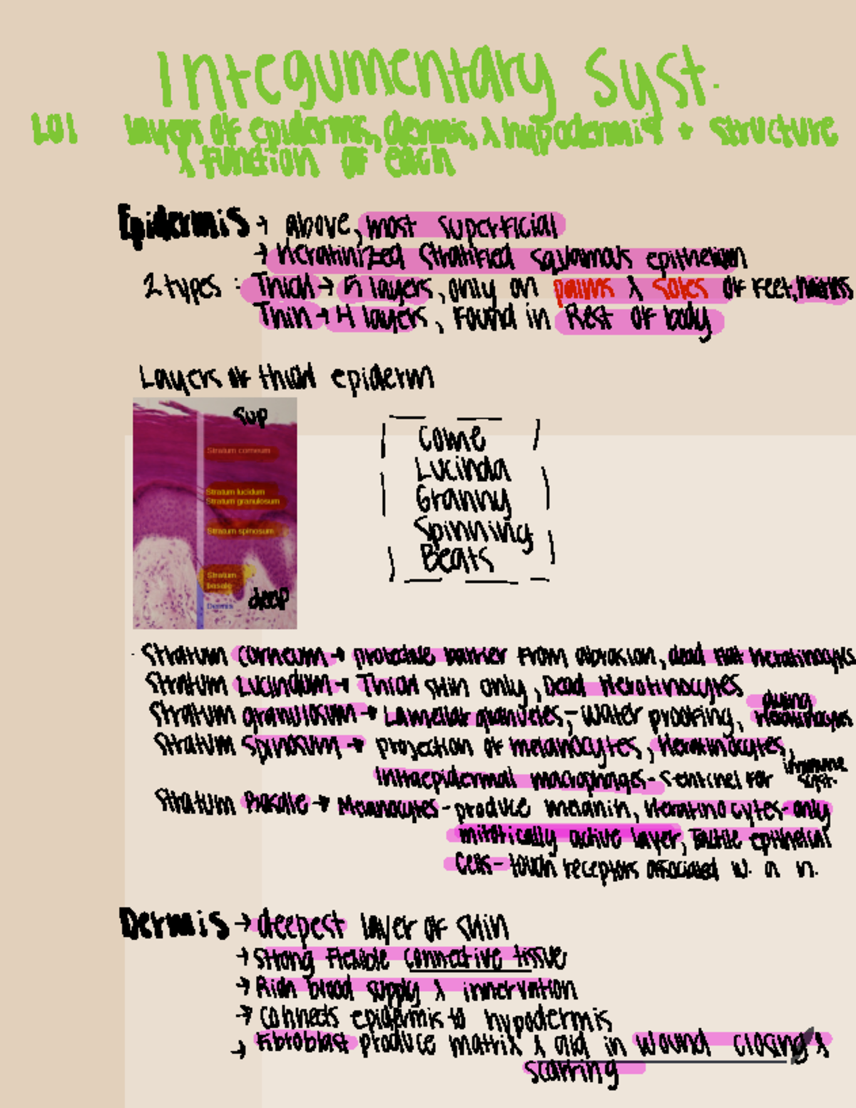 Skin Tissues - notes, images, acronyms on skin integument - zu ...