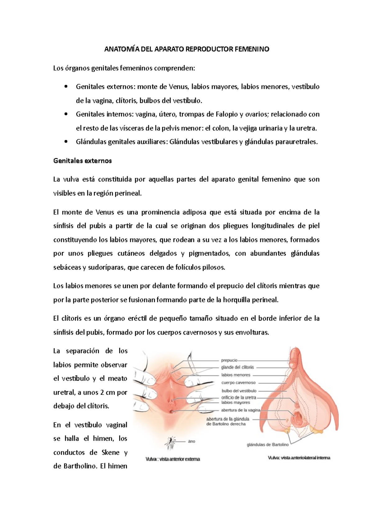 Anatomía DEL Aparato Reproductor Femenino - ANATOMÍA DEL APARATO ...