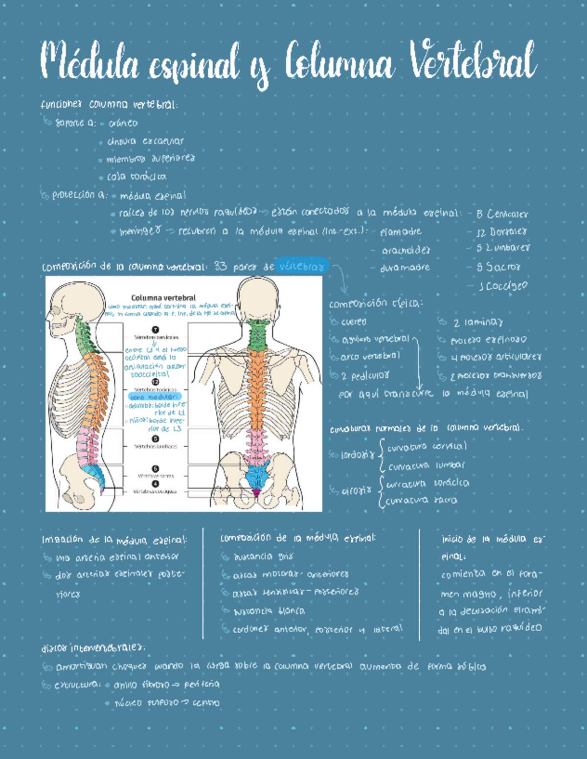 Neuro II Parcial - Neuroanatomia - Studocu