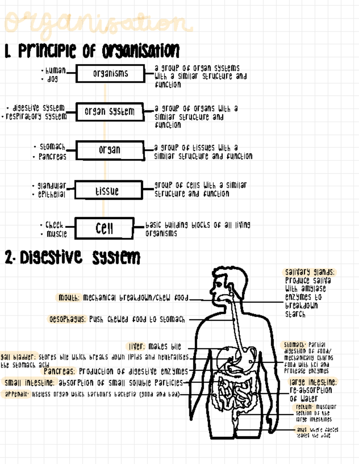 Biology Notes - organisation - chapter 2 - Cell Tissue Organ ...