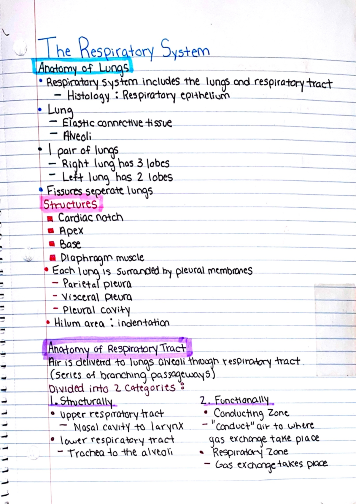 The Respiratory System - BIOL 2402 - Studocu