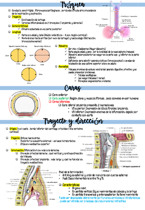 Embriologia SEM 1 Corazon - Morfofisiología II - UNIVERSIDAD PRIVADA ANTENOR ORREGO ESCUELA ...