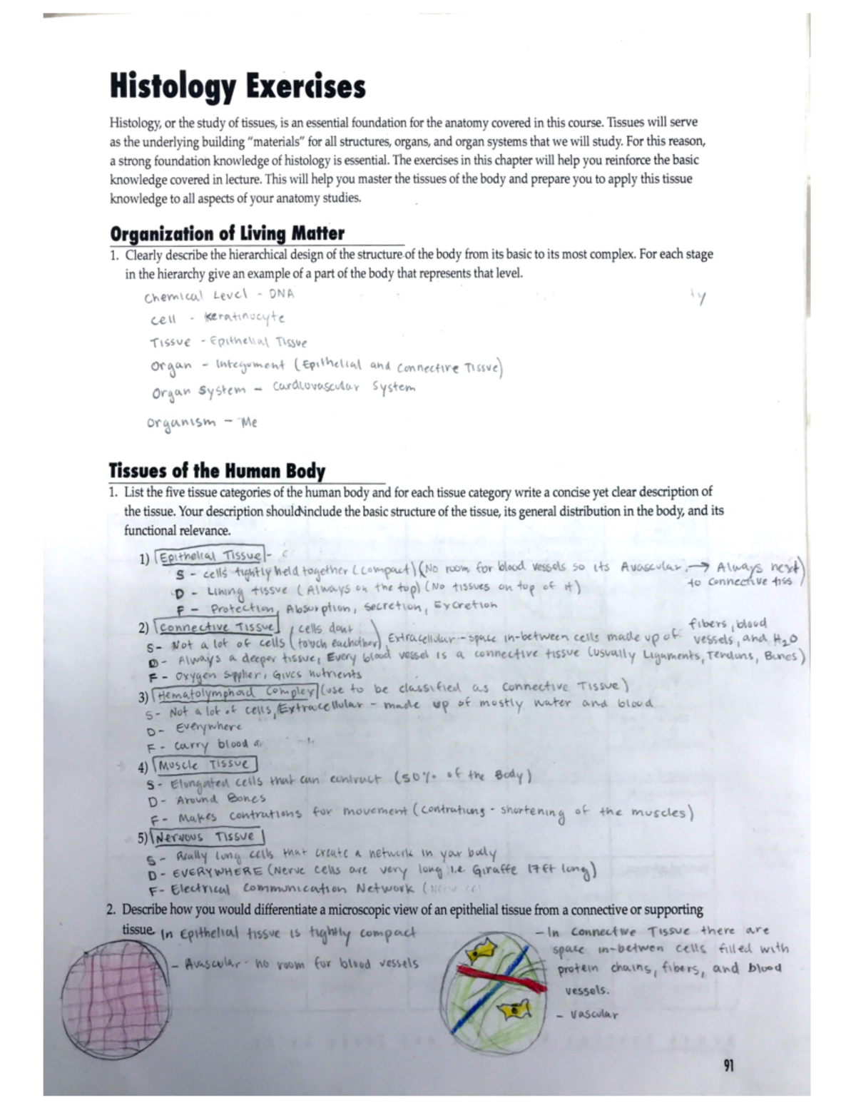 Human Anatomy Workbook exam 1 notes - BIOL 2325 - Studocu