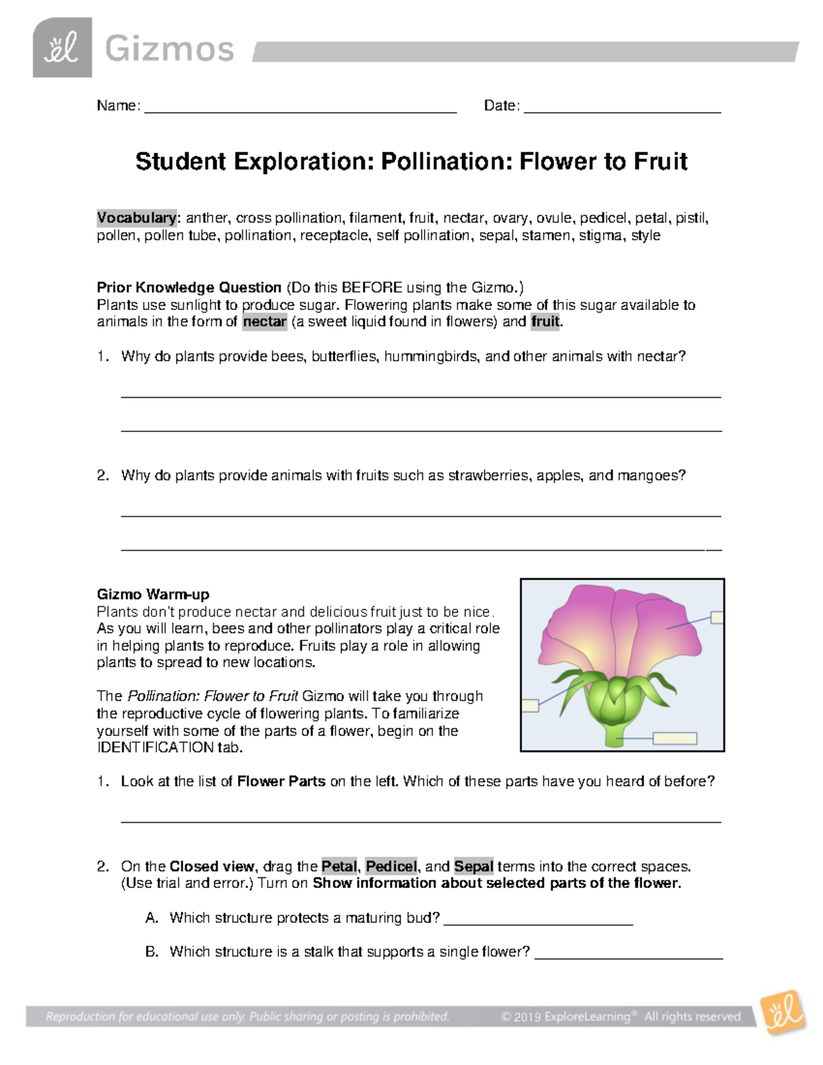 Pollination Flower Fruit SE - Name ...