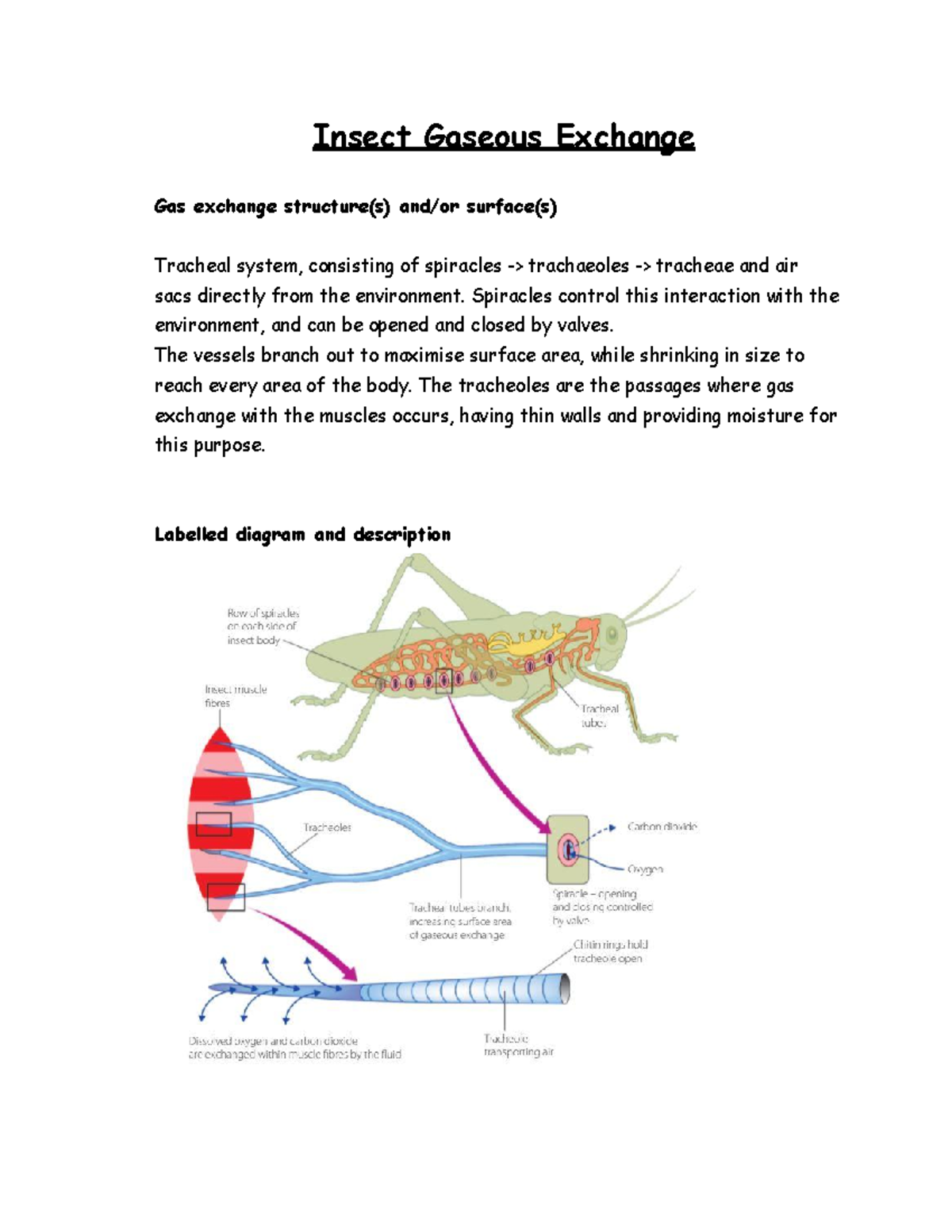 Insect Gas Exchange - Insect Gaseous Exchange Gas exchange structure(s ...