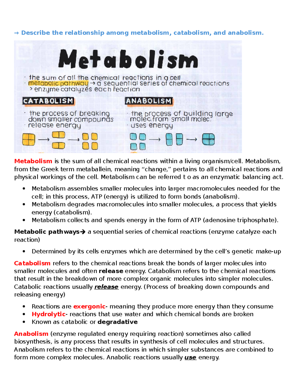 Chapter 7 notes - → Describe the relationship among metabolism ...
