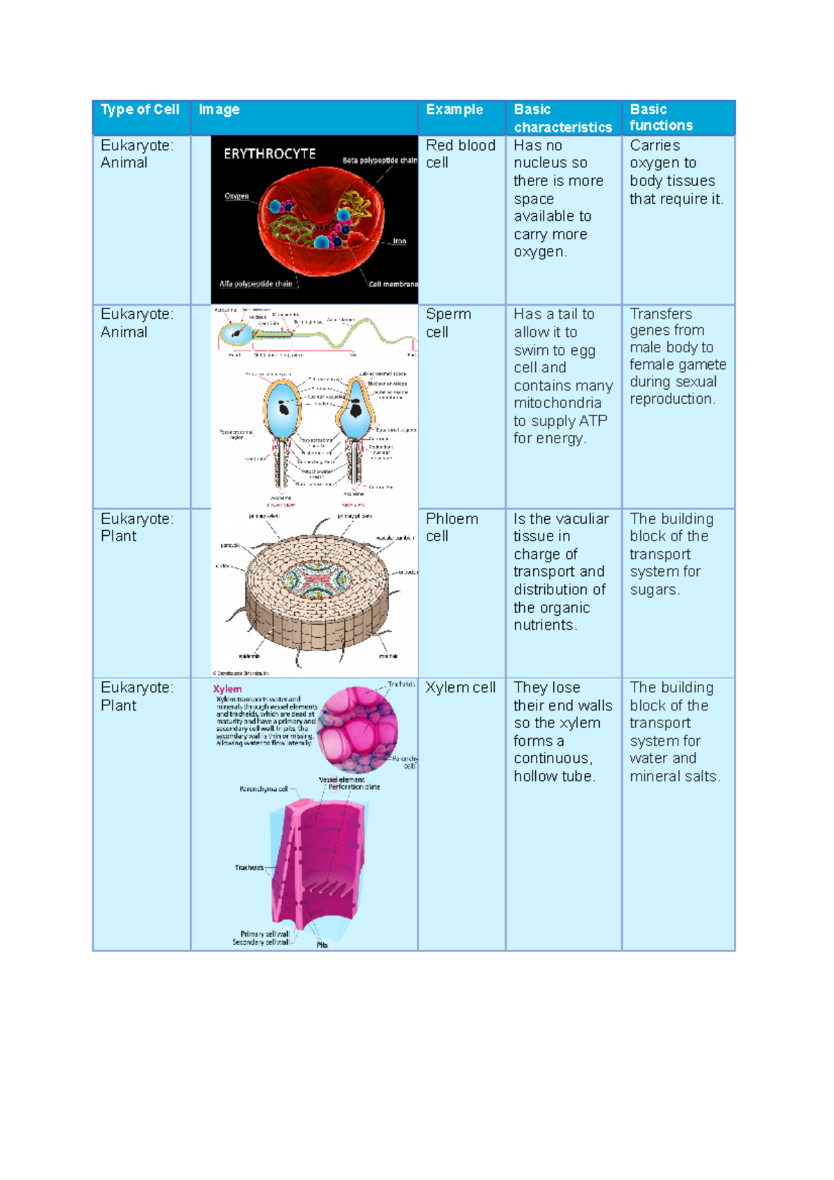 Evidence 3 - Type of Cell Image Example Basic characteristics Basic ...