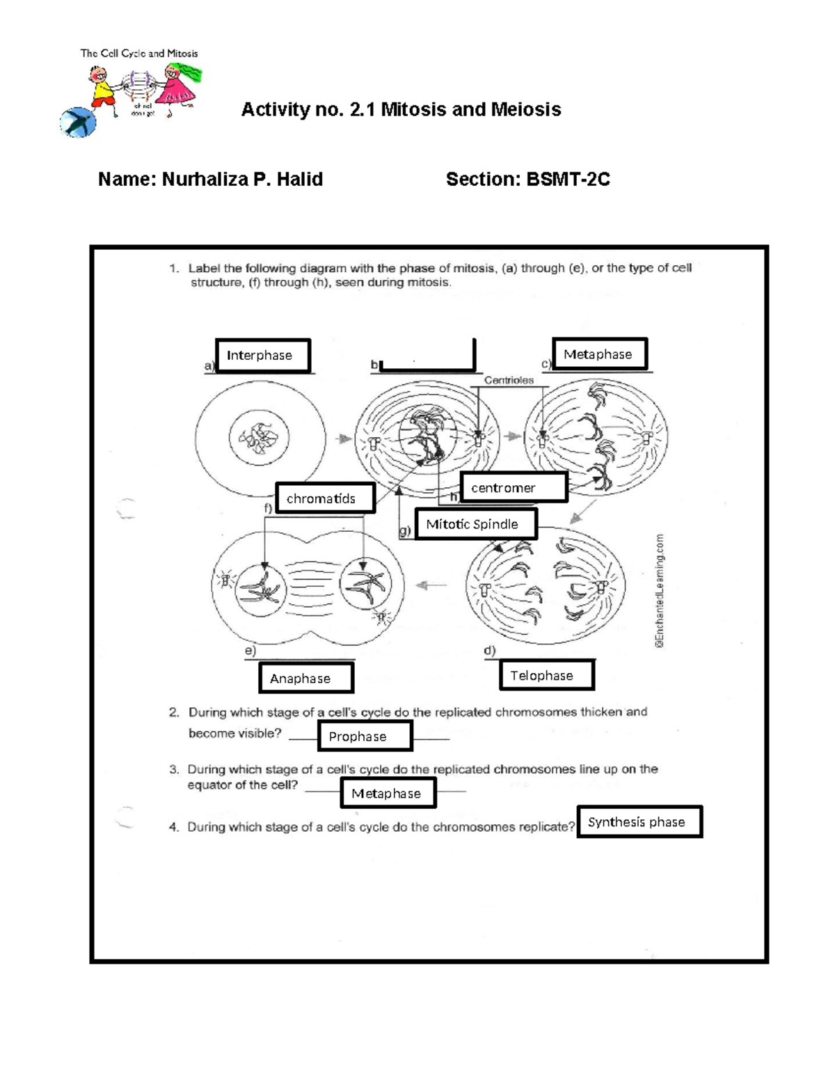 Activity No Activity Bs Medical Technology Activity No 2 Mitosis And Meiosis Name 