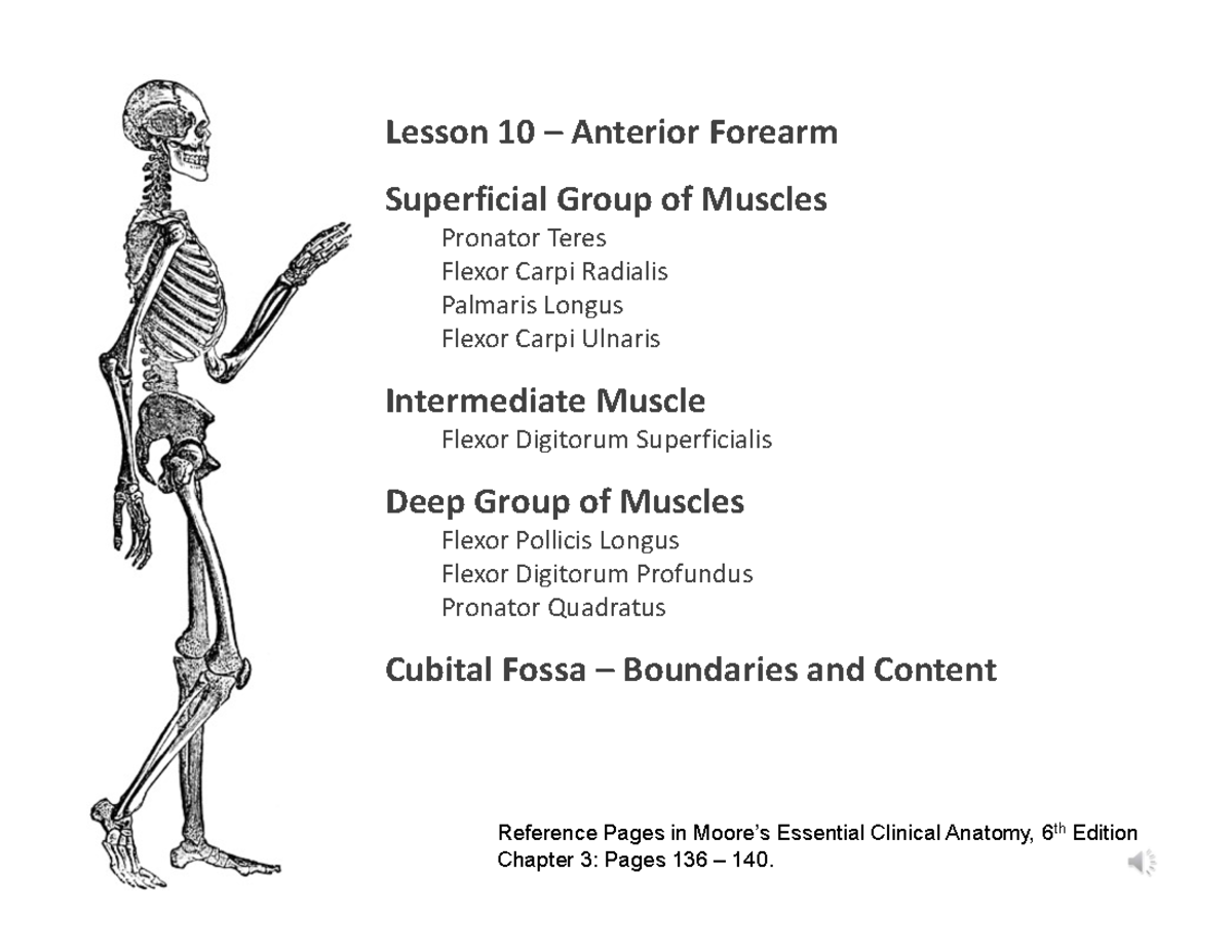 10 Anterior Forearm 1 hk 3501 anatomy lecture note - Reference Pages in ...