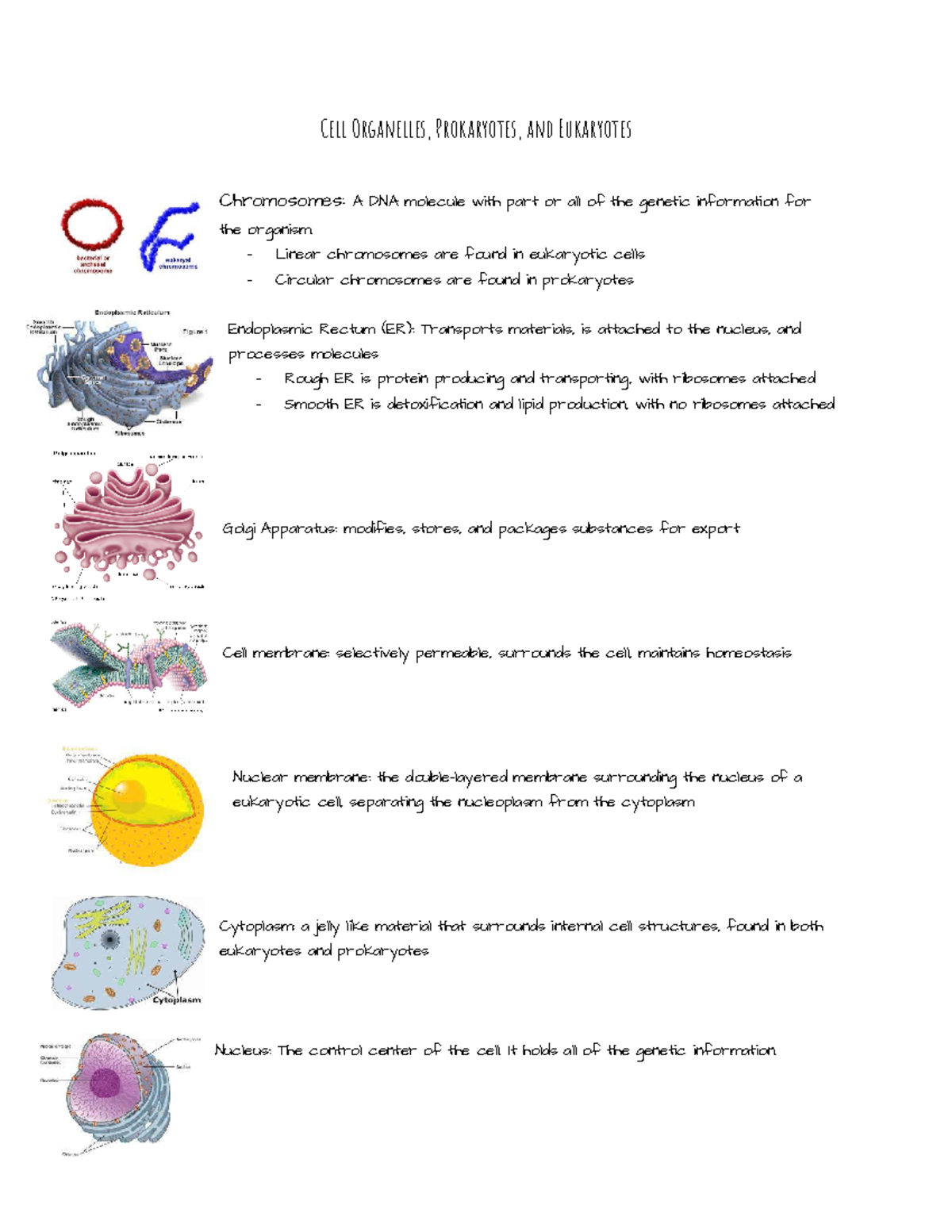Study Guide-1 - Cell Organelles, Prokaryotes, and Eukaryotes ...