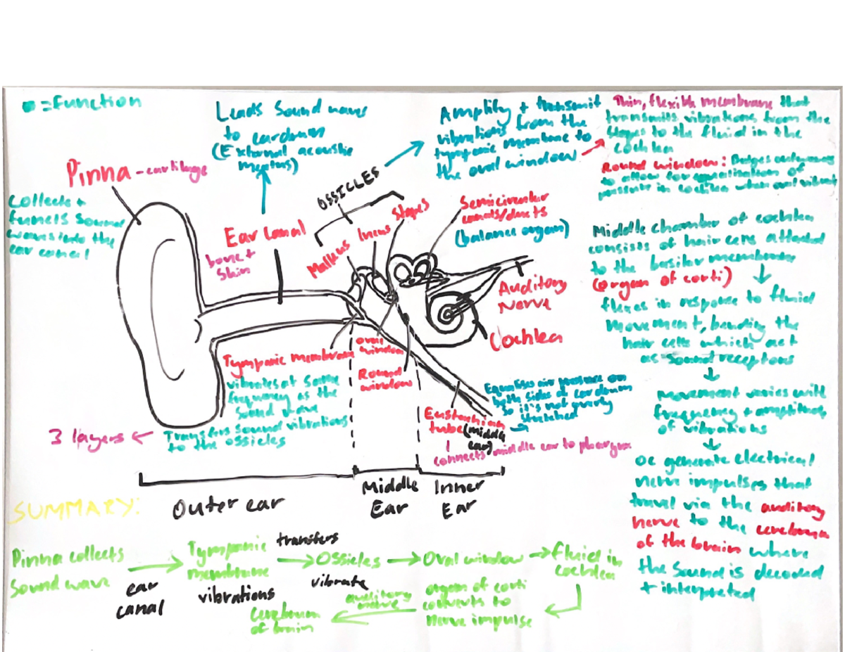 The structure of the ear diagram - Leads Sound have libertions from the ...