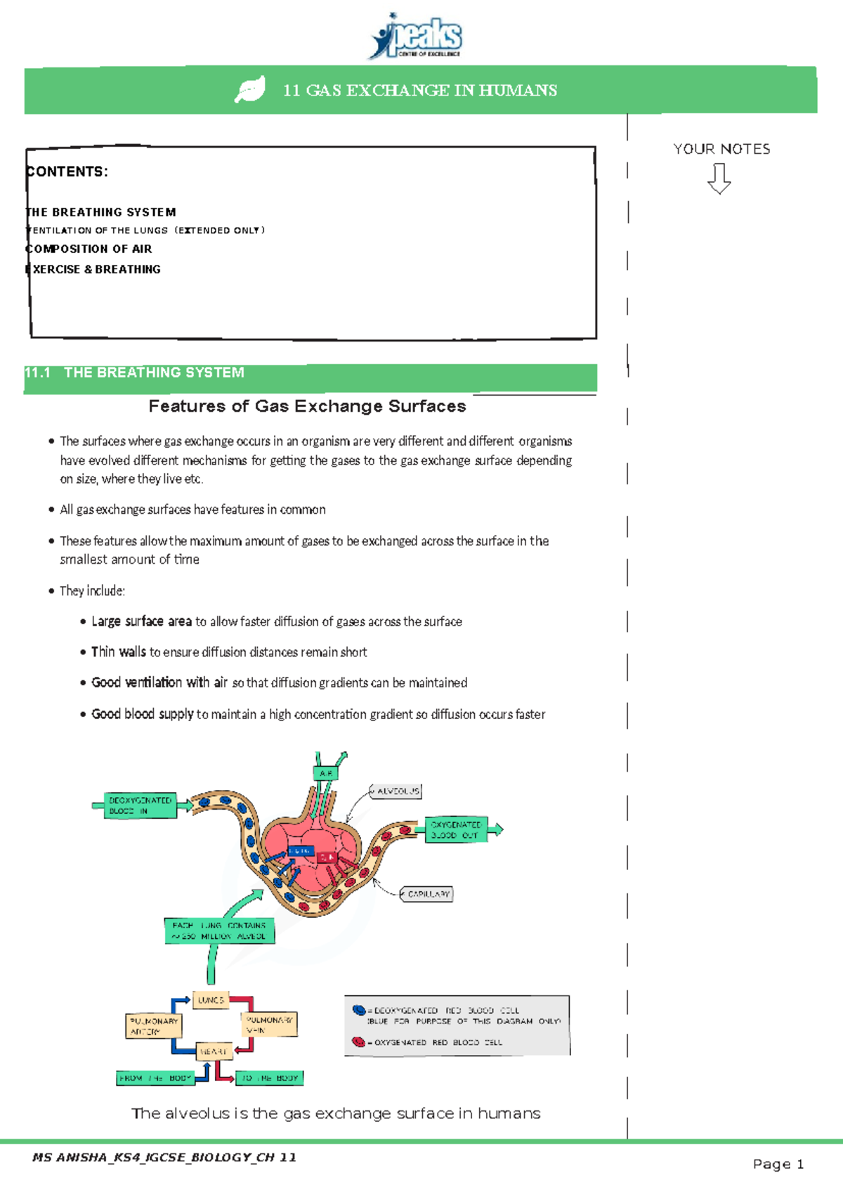 Chapter 11 GAS Exchange IN Humans - YOUR NOTES Features of Gas Exchange ...