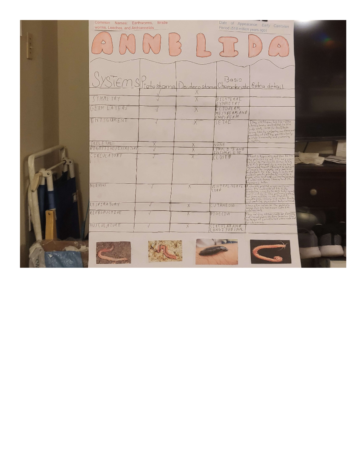 Annelida poster - Studocu